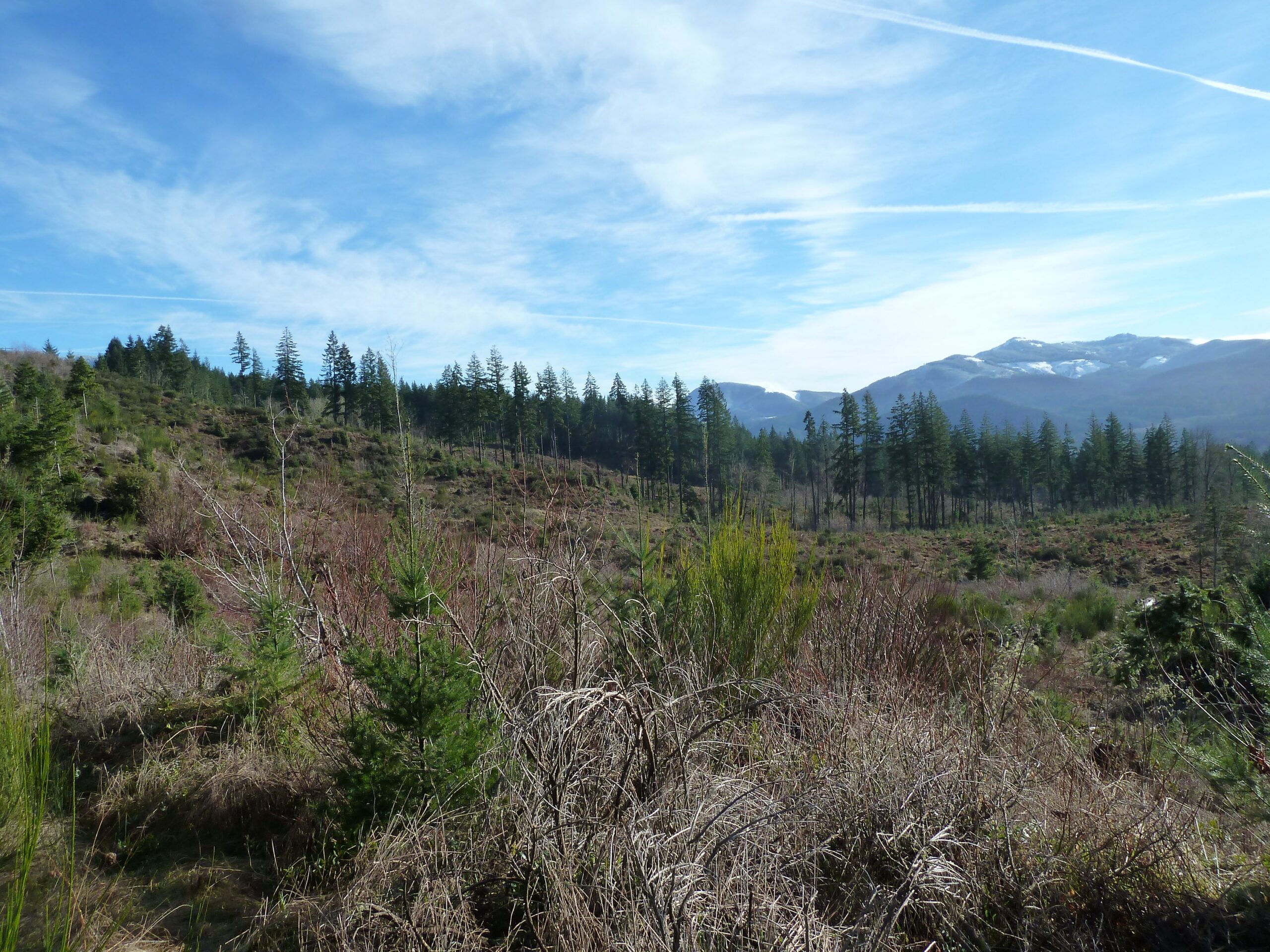 How do I know if a tree is diseased? - Oregon Forestry Consulting